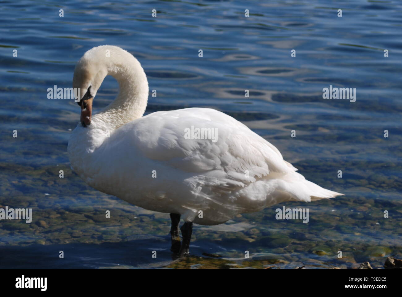 Swan preening itself by the side of a lake Stock Photo - Alamy