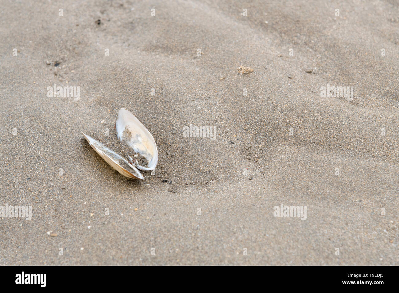 Clam-like seashell washed ashore on a sandy beach in Cornwall. Isolated ...
