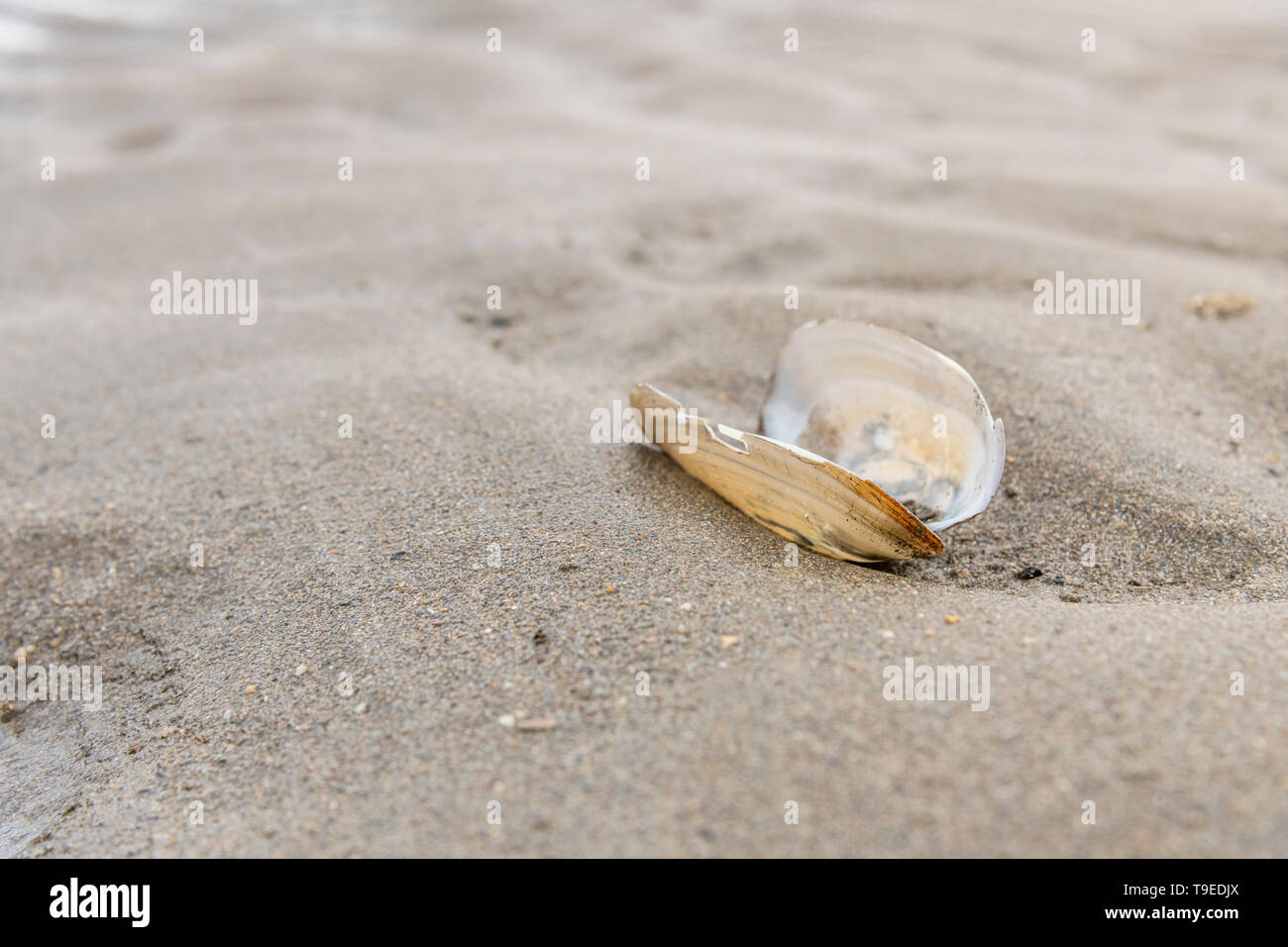 Clam like shell uk hi-res stock photography and images - Alamy
