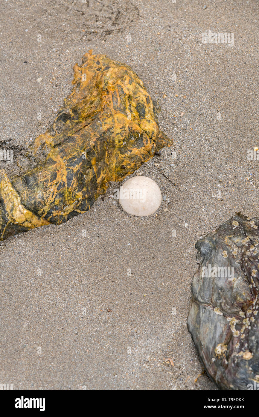 Dog's fetch ball stuck in beach sand. Metaphor something lost ...
