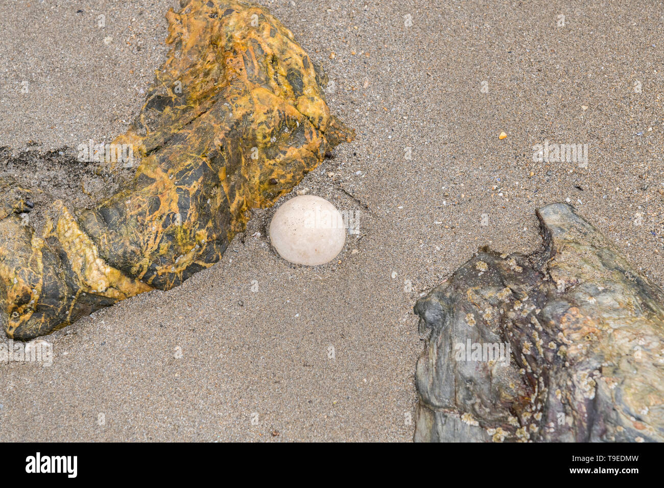 Dog's fetch ball stuck in beach sand. Metaphor something lost ...