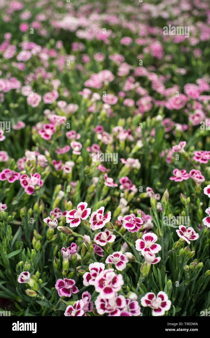Dianthus pinks hi-res stock photography and images - Alamy