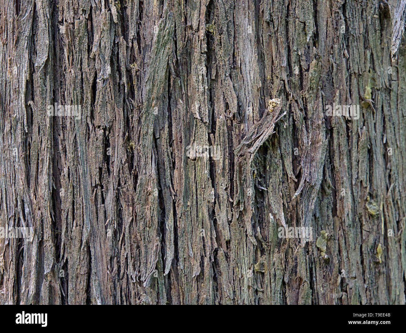 Tree bark close up. Natural seamless texture Stock Photo - Alamy