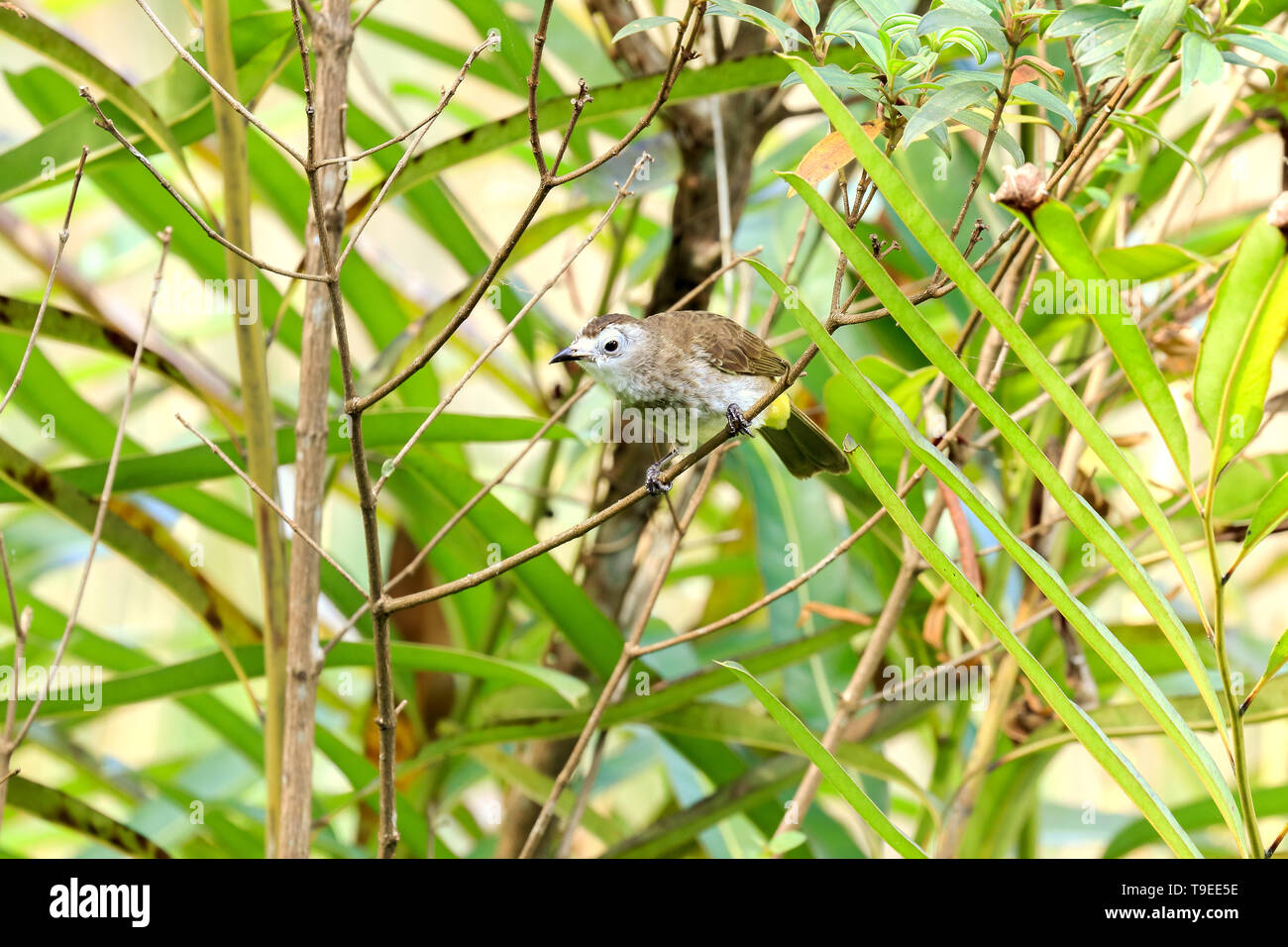 Yellow-vented Bulbul; Pycnonotus goiavier, Bukit thima reserve ...