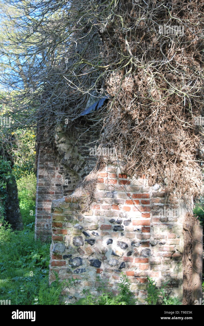 The Ruins of the Abbey at Whitlingham Broad Country Park Stock Photo ...