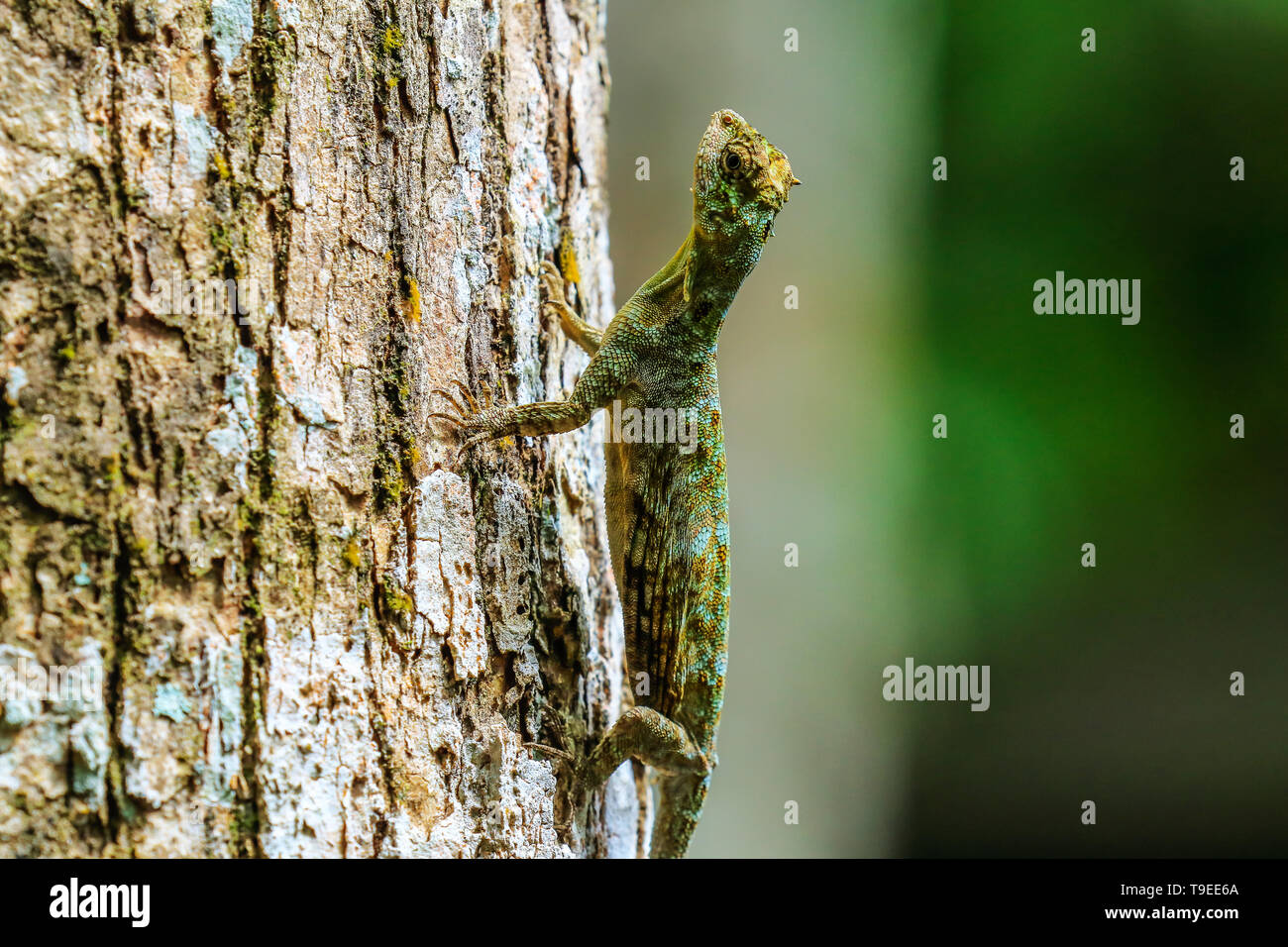 Flying lizard hi-res stock photography and images - Alamy
