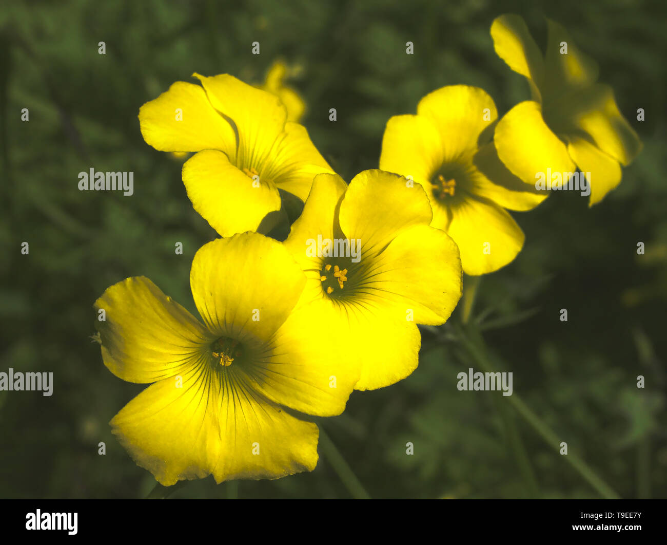 Five yellow flowers hi-res stock photography and images - Alamy