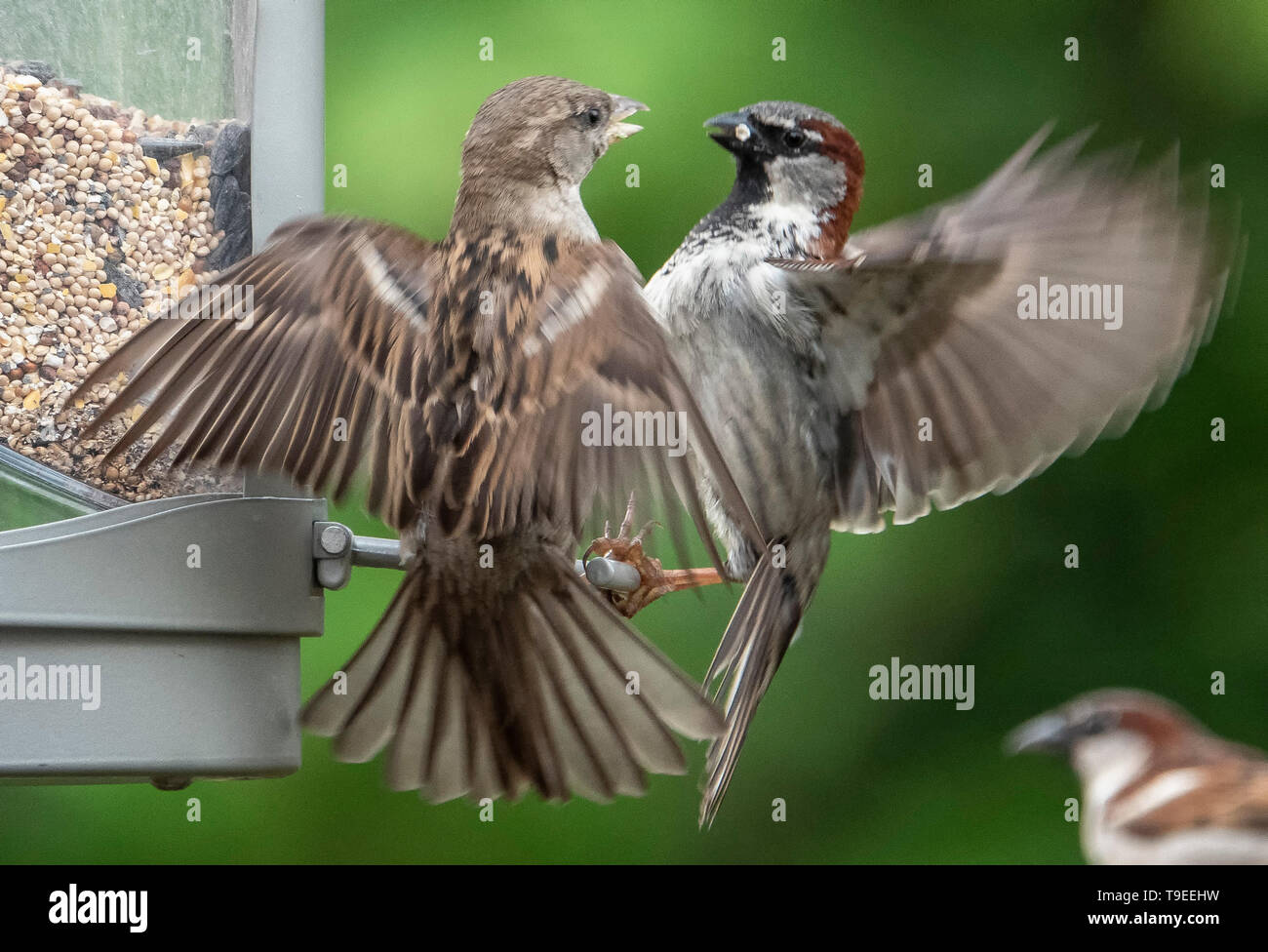 Angry flapping and fighting hi-res stock photography and images - Alamy