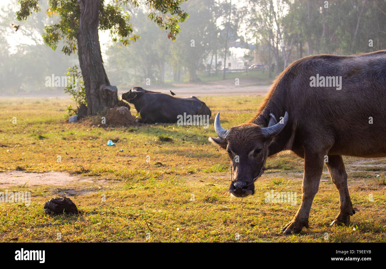 Young buffalo hi-res stock photography and images - Alamy