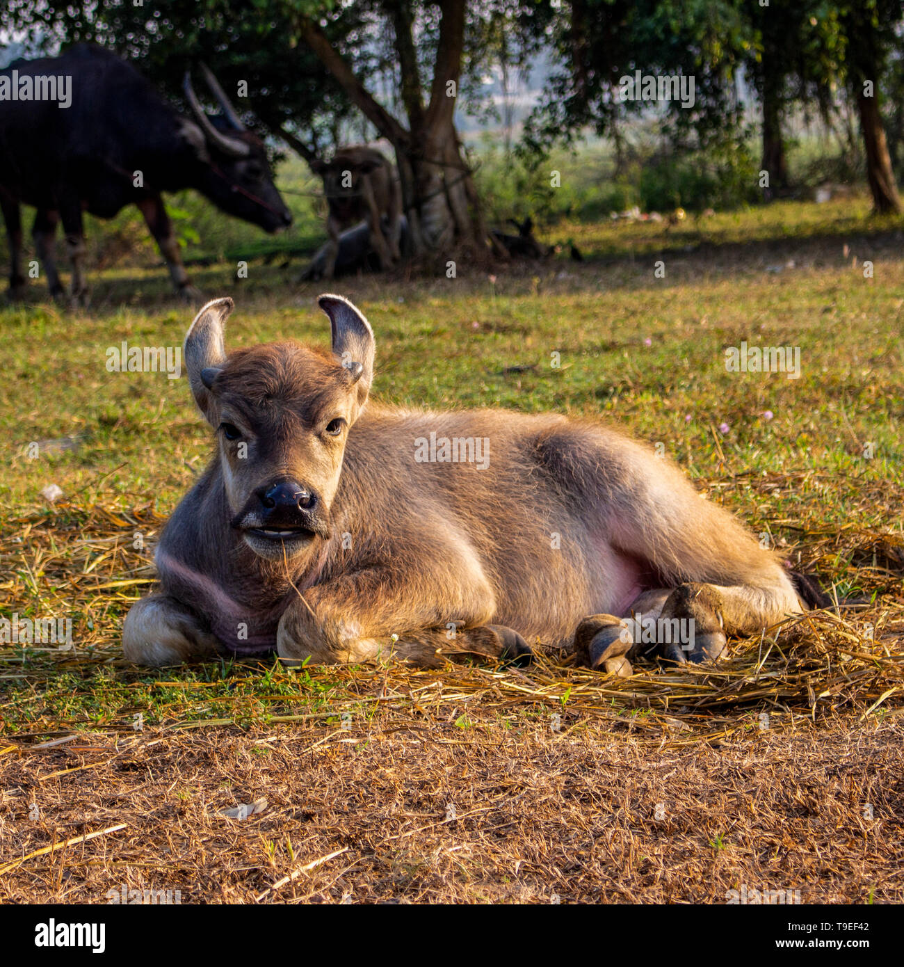 Buffalo on rice field hi-res stock photography and images - Alamy