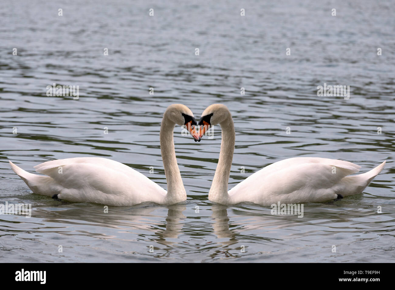 Heart shape love symbol from neck of two white swans. Symmetry, true ...