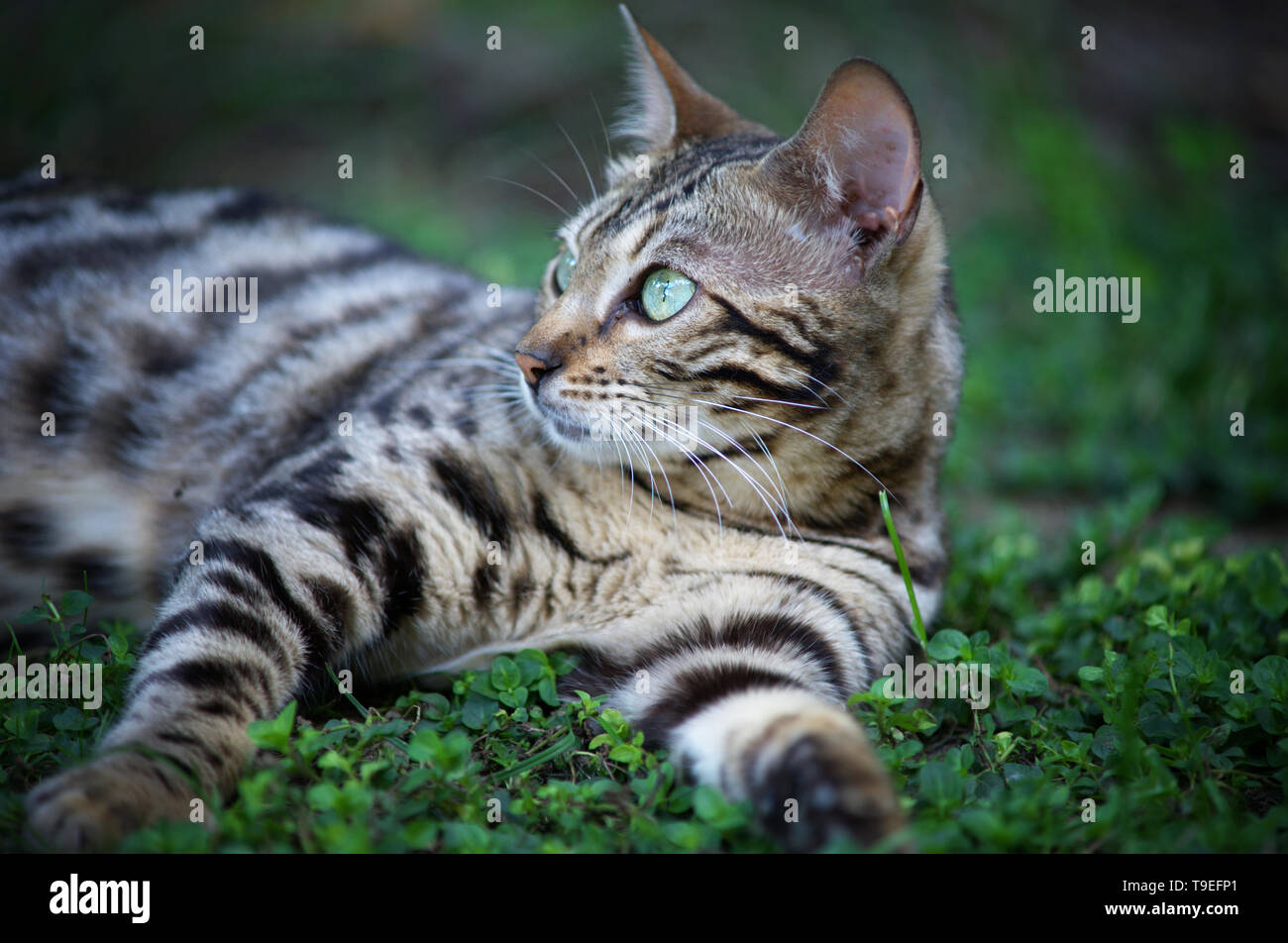 adult bengal cat relaxing in the garden Stock Photo - Alamy