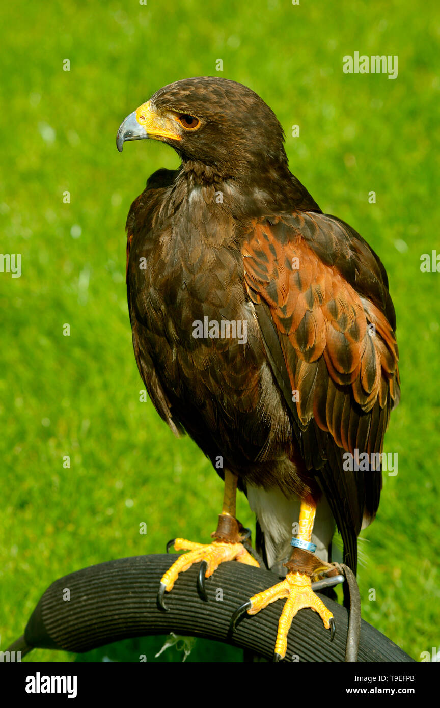 Harris Hawk Latin name Parabuteo unicinctus Stock Photo - Alamy