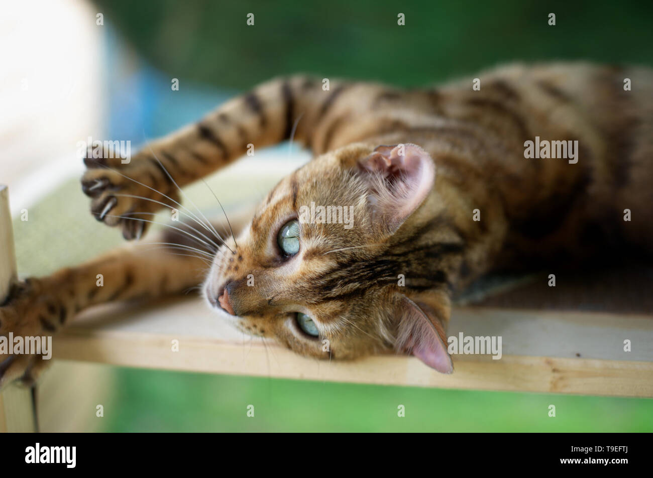 bengal cat is stretching its legs Stock Photo - Alamy