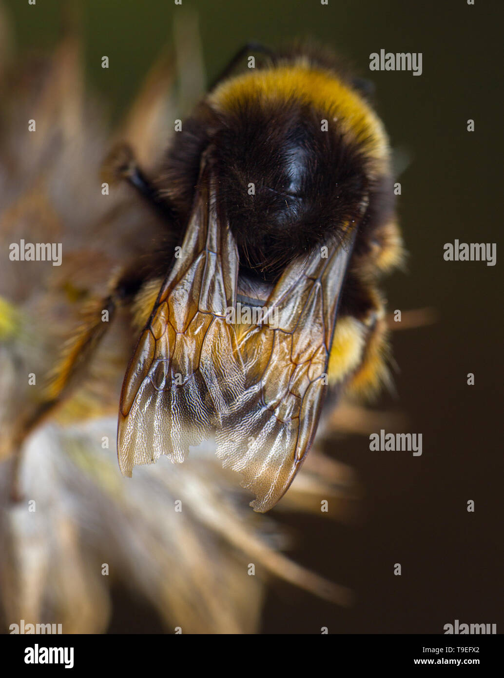 Bee structure hi-res stock photography and images - Alamy