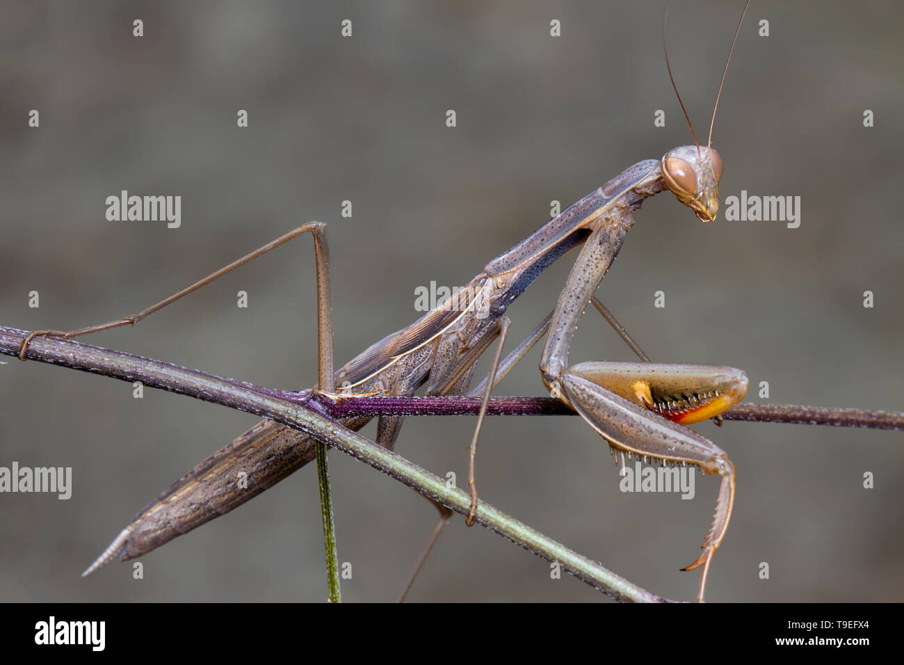 Praying mantis crawling hi-res stock photography and images - Alamy