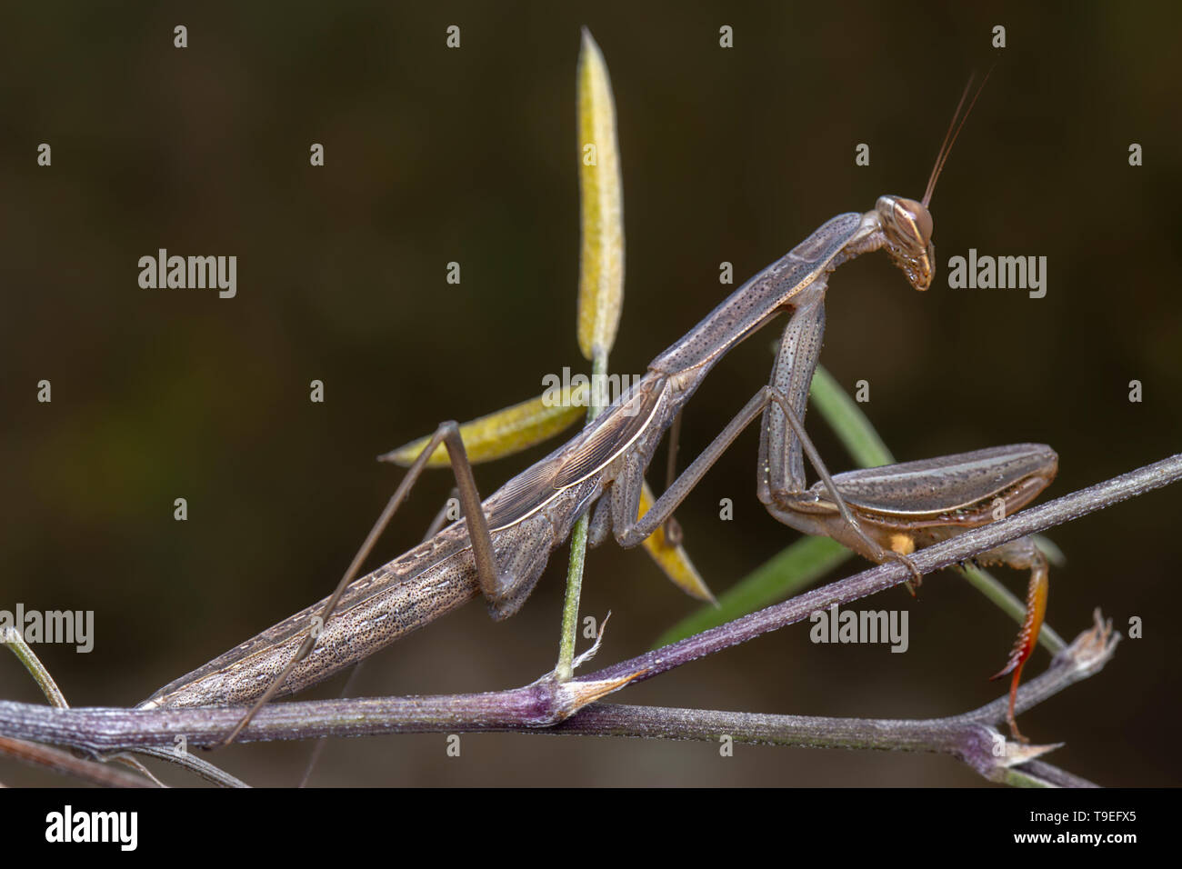Species of praying mantis hi-res stock photography and images - Alamy