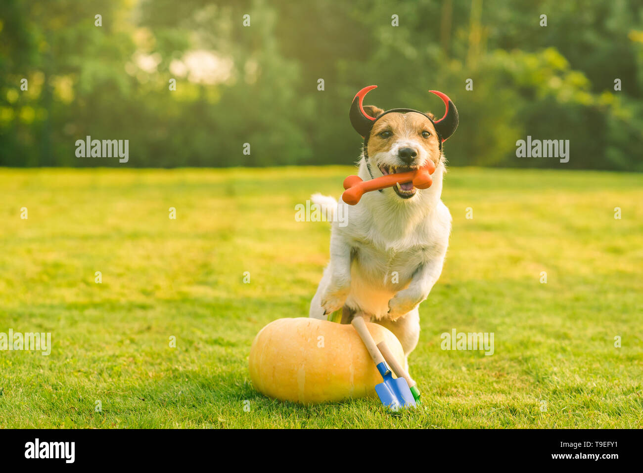 Dog devil horns hi-res stock photography and images - Alamy