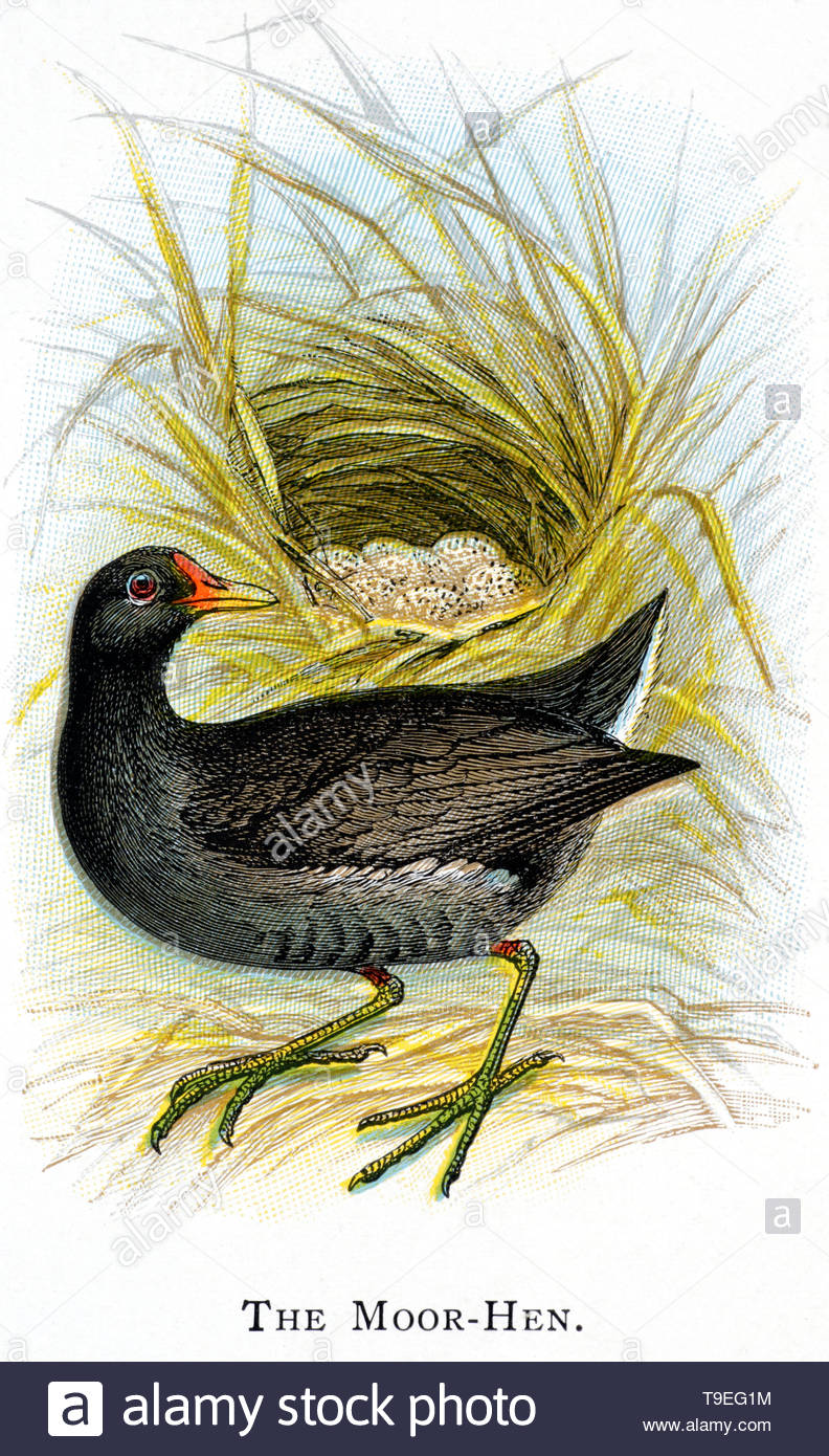 Common moorhen sketch hi-res stock photography and images - Alamy