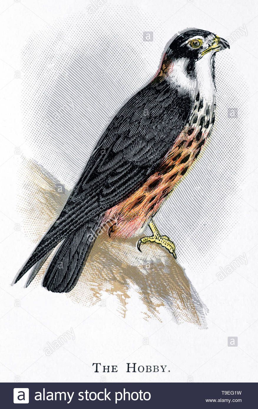 Hobby (Falco subbuteo), vintage illustration published in 1898 Stock ...
