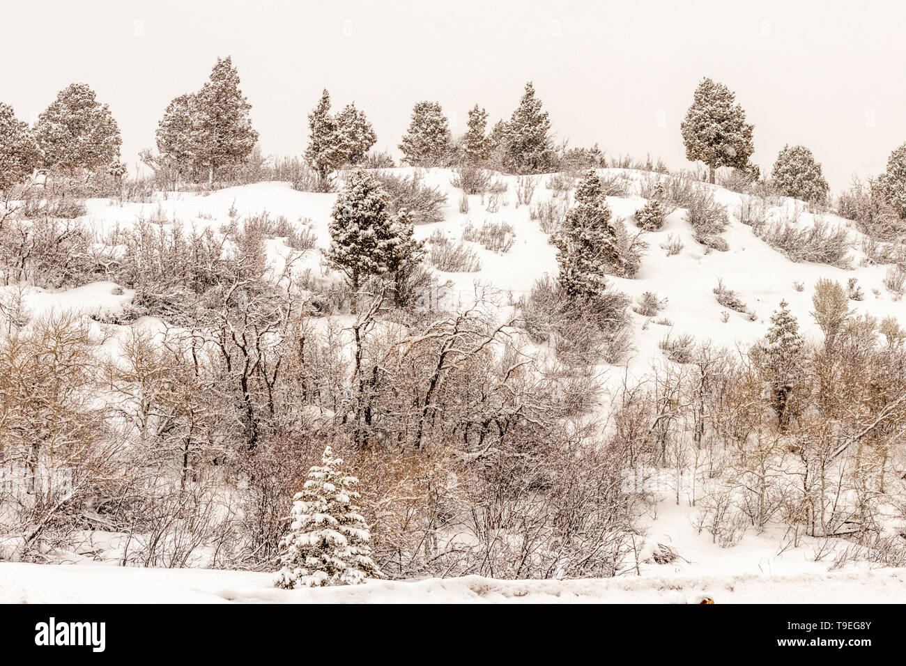 Utah snow peak hi-res stock photography and images - Alamy