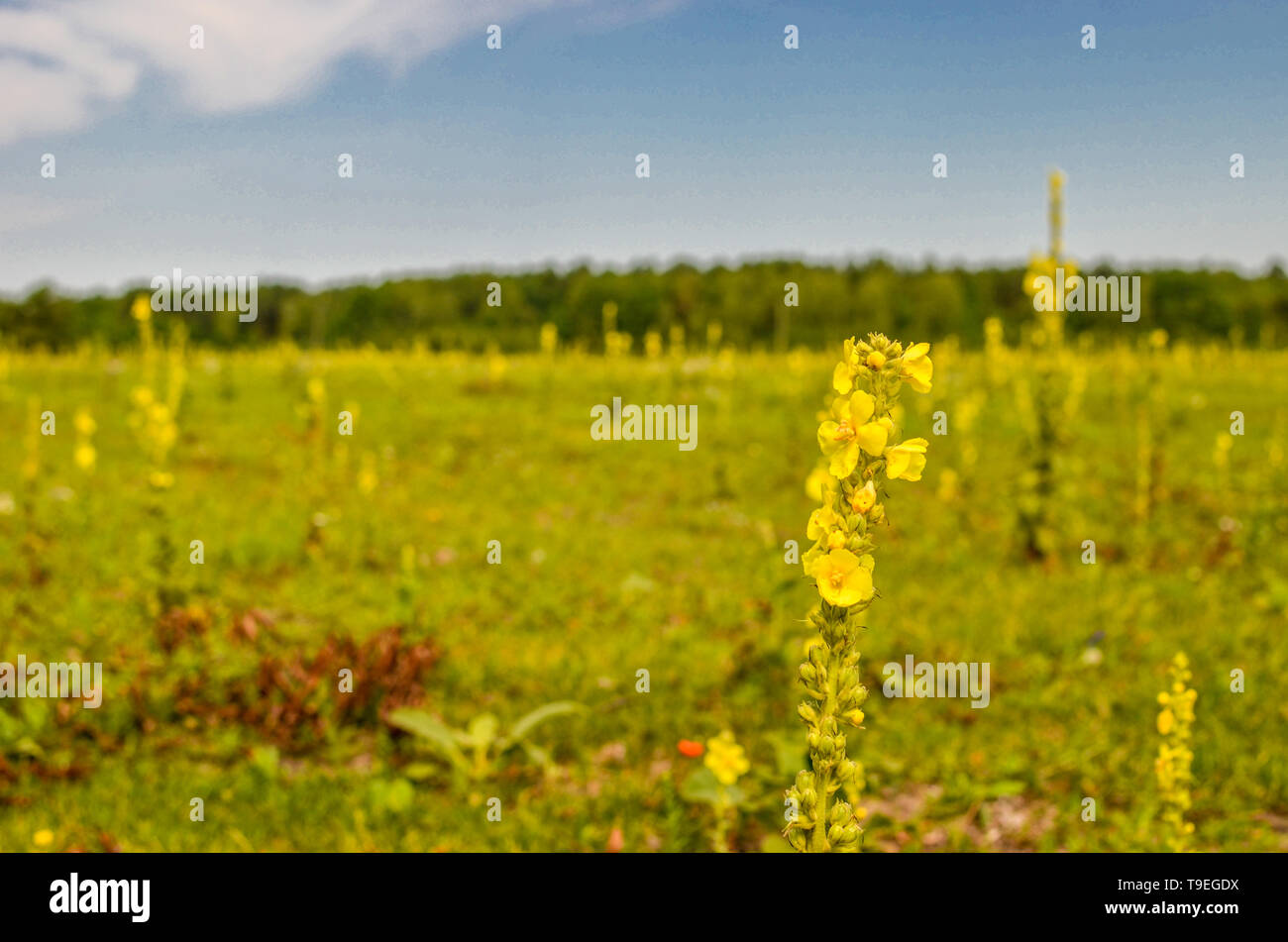 Mullein stalk hi-res stock photography and images - Alamy