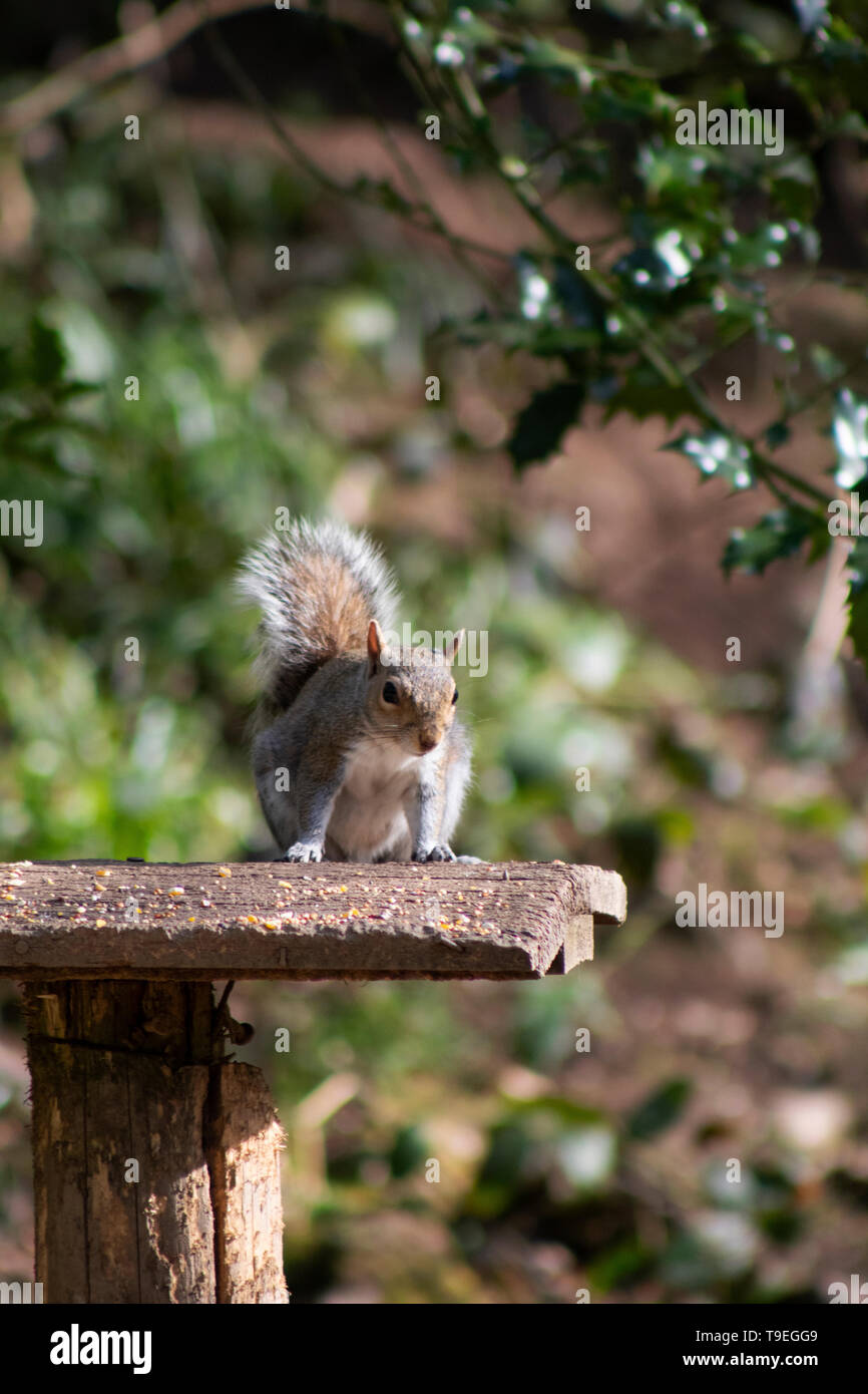Squirrel Stock Photo - Alamy
