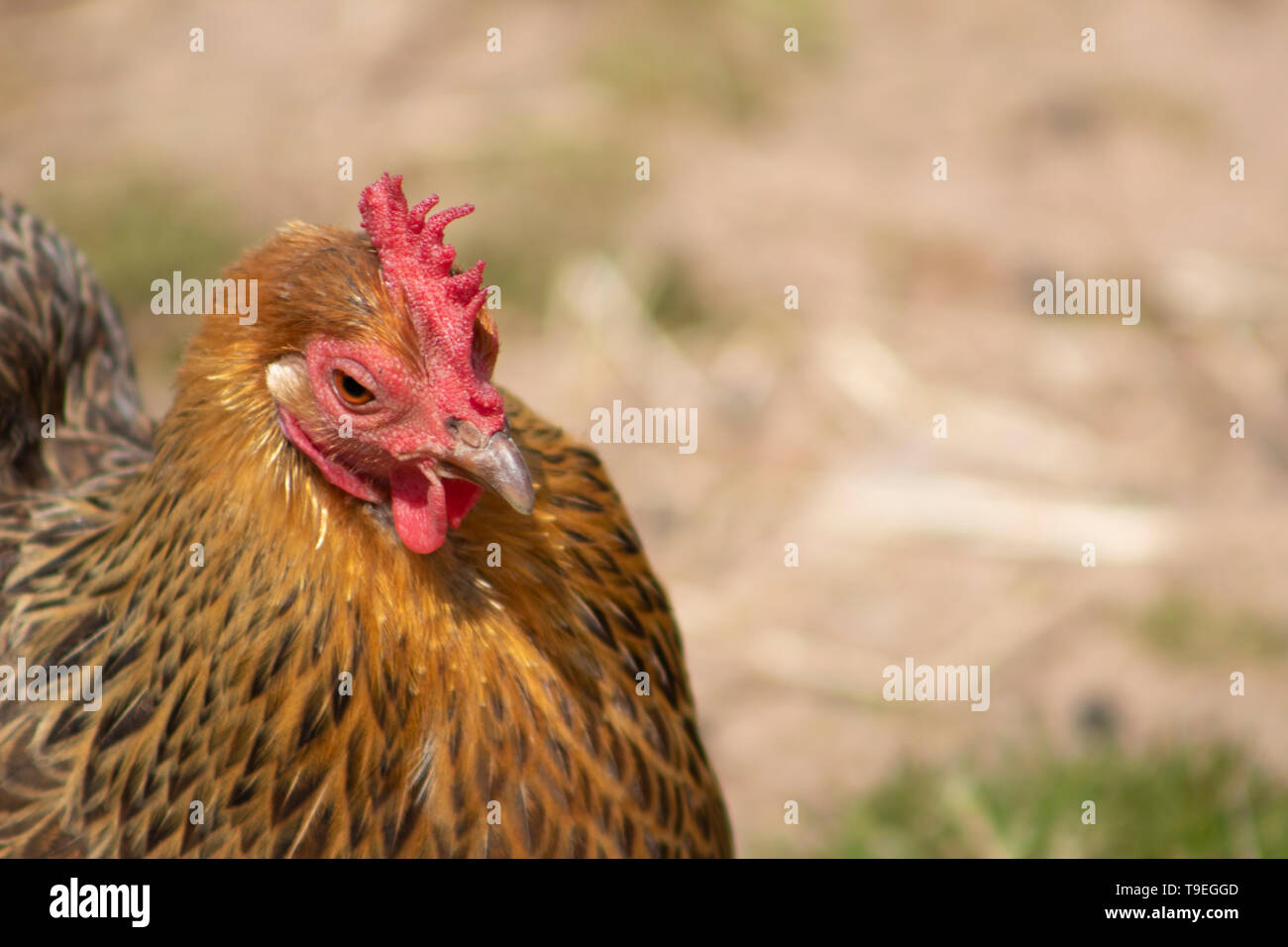 Livestock animal illustration vector hi-res stock photography and ...