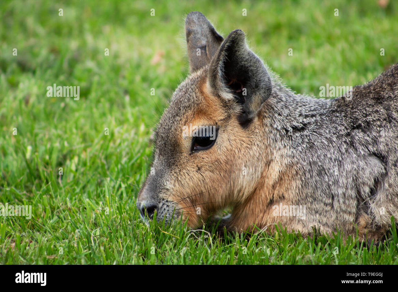 Patagonian mara pet hi-res stock photography and images - Alamy