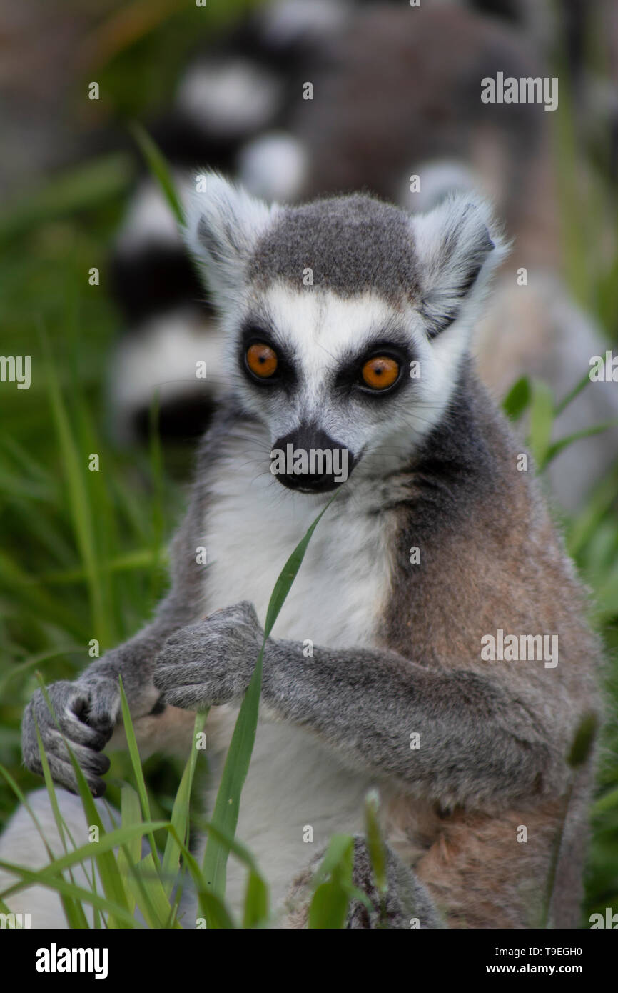 Ring tailed lemur Stock Photo - Alamy