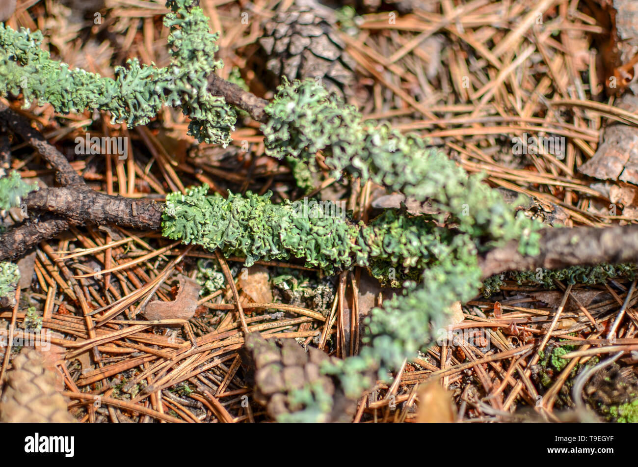 Background of the grass, bumps, moss and stick Stock Photo - Alamy