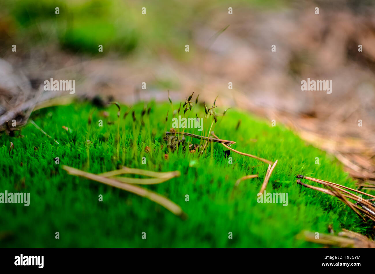 Beautiful wildlife forest green moss hi-res stock photography and ...