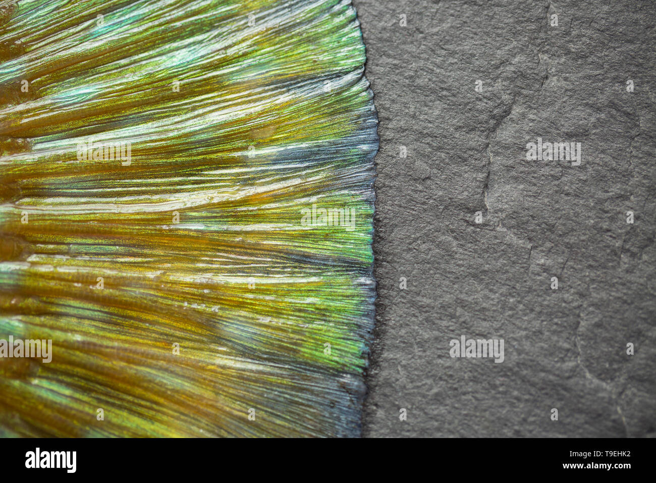 The colourful tail fin, or caudal fin, of a raw, uncooked ballan wrasse ...