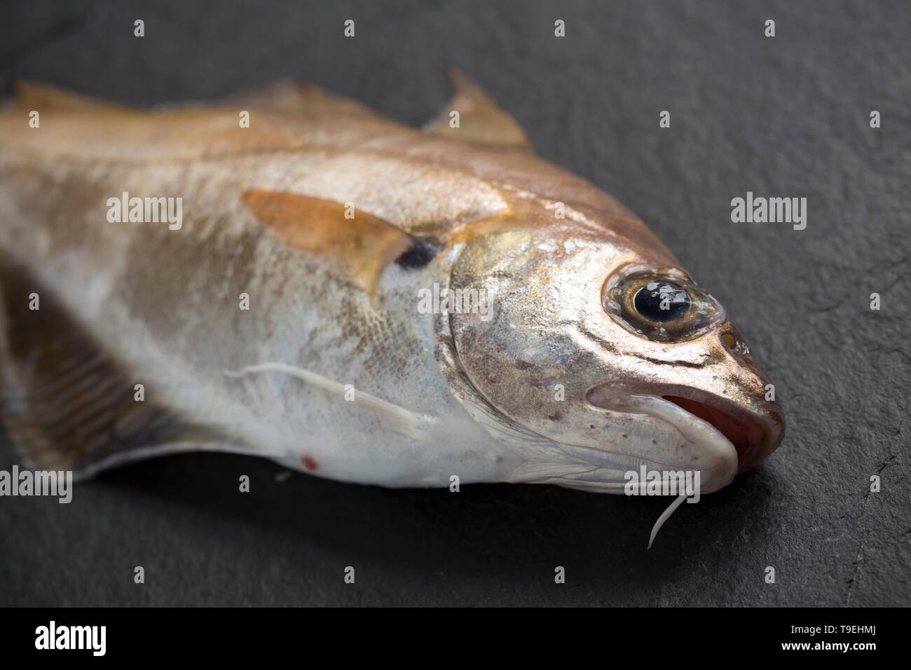 Pouting fish hi-res stock photography and images - Alamy