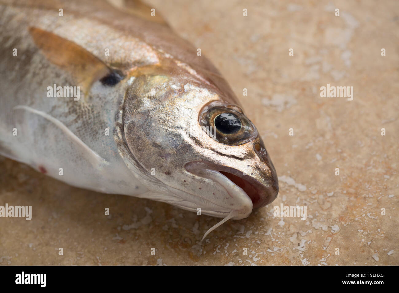 Raw pouting hi-res stock photography and images - Alamy