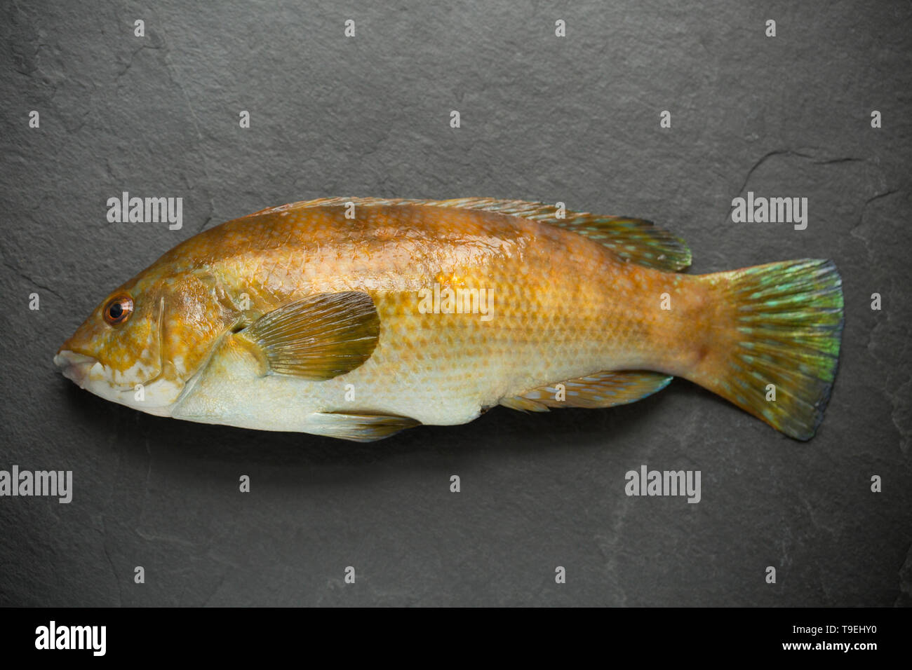 A raw, uncooked ballan wrasse, Labrus bergylta, that was caught on rod ...