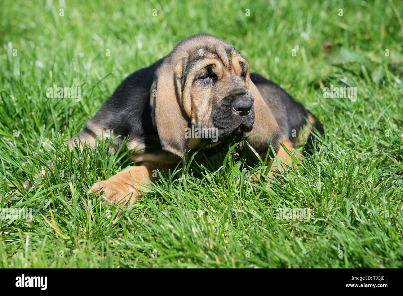 Bloodhound Sniffing High Resolution Stock Photography and Images - Alamy
