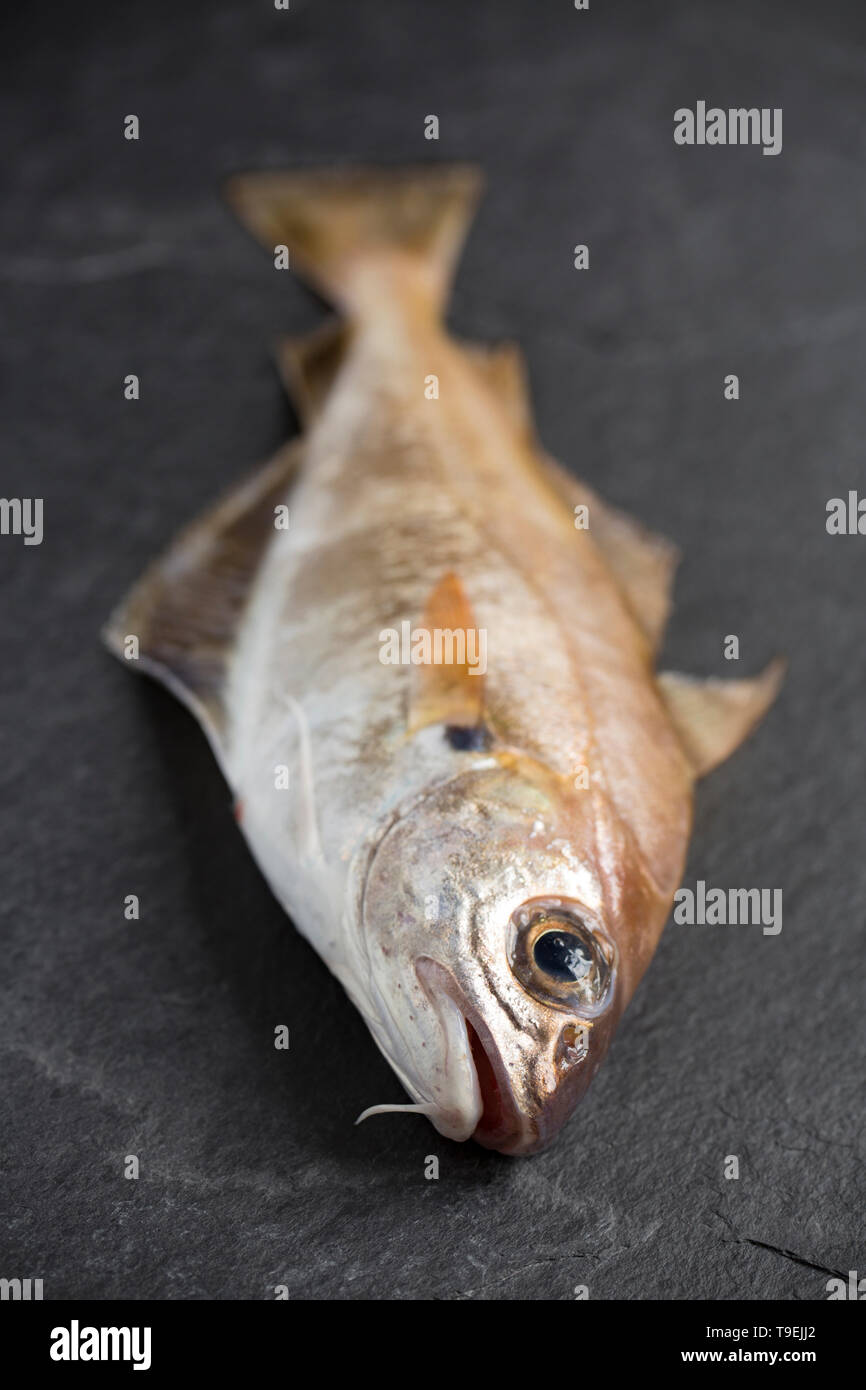 A raw, uncooked pouting, Trisopterus luscus,that was caught on rod and ...