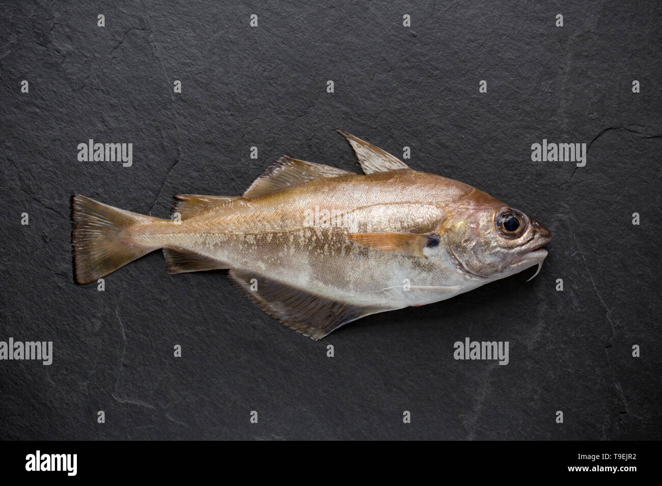 English Whiting Fish Stock Photos & English Whiting Fish Stock Images ...