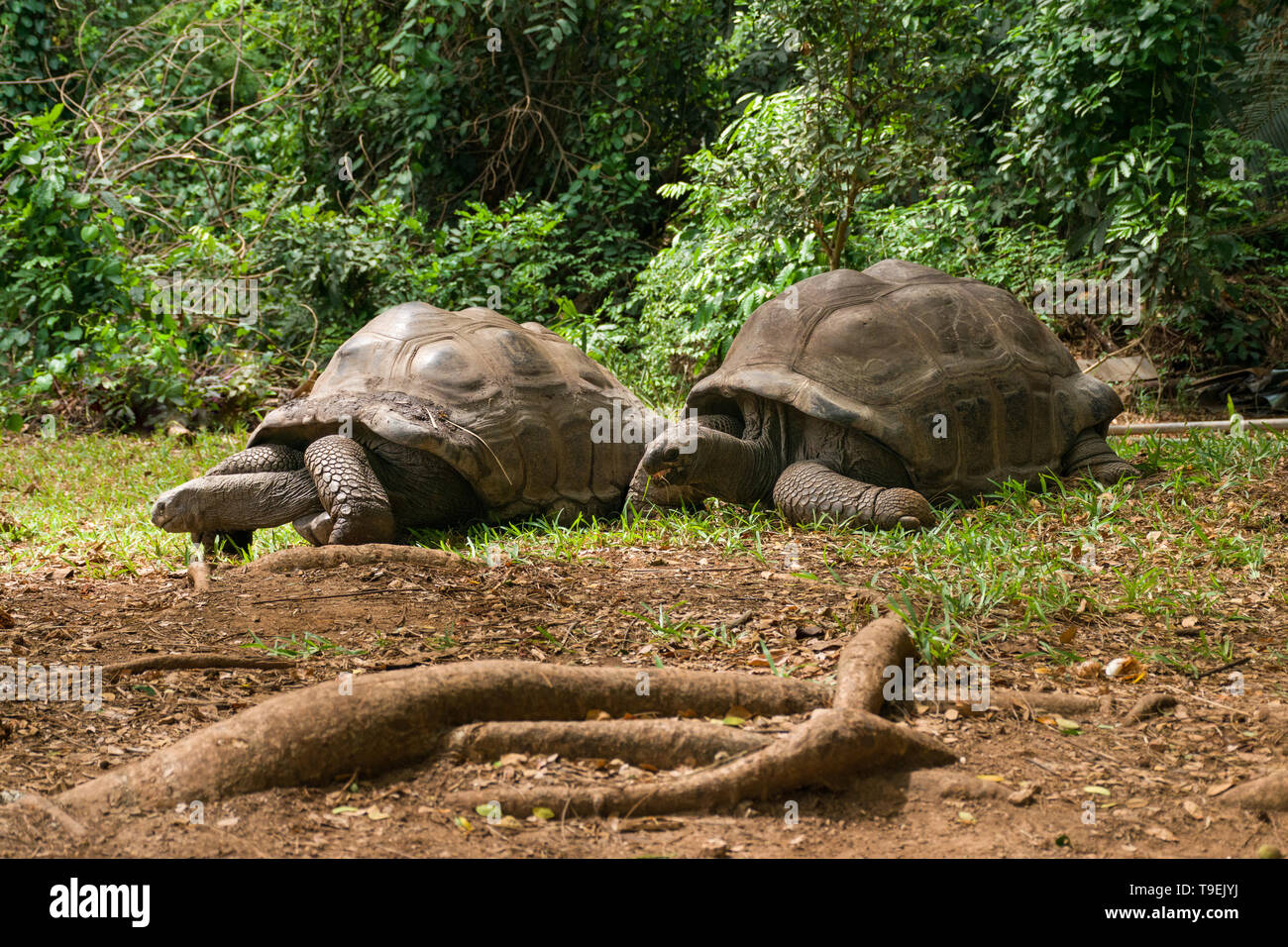 Foraging reptile hi-res stock photography and images - Alamy