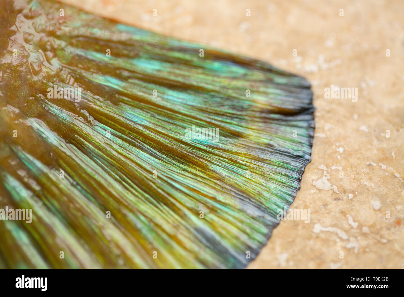 The colourful tail fin, or caudal fin, of a raw, uncooked ballan wrasse ...