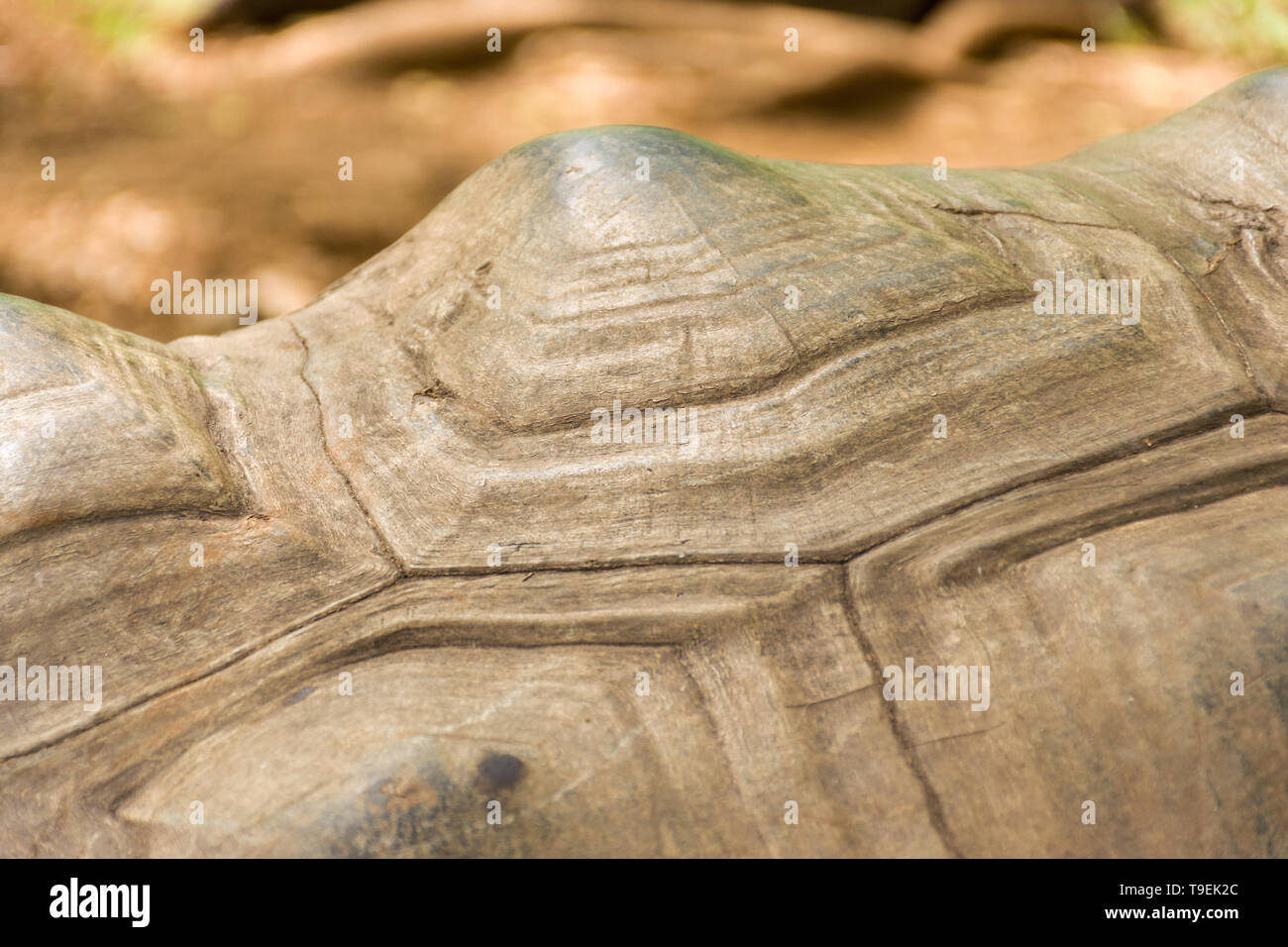 Reptile aldabra tortoise hi-res stock photography and images - Alamy