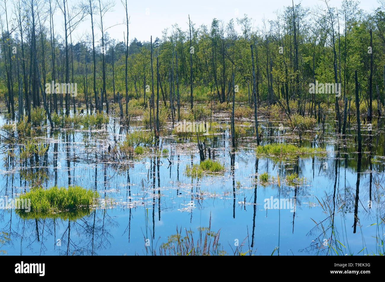 dead trees in the swamp, wild picturesque wetland Stock Photo - Alamy