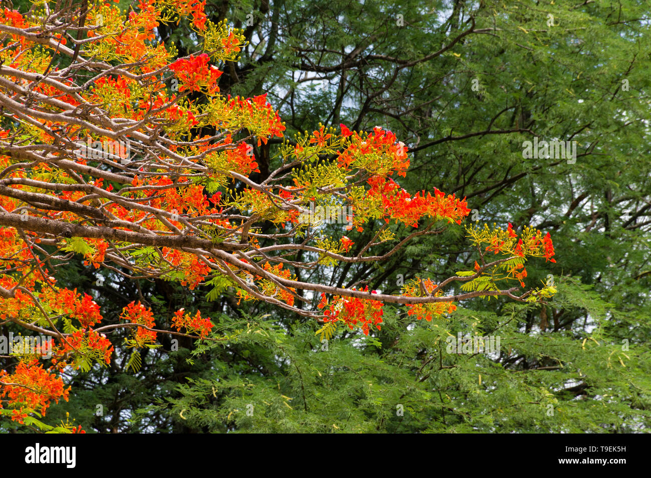 African tuliptree (Spathodea campanulata) orange red flowers in bloom ...
