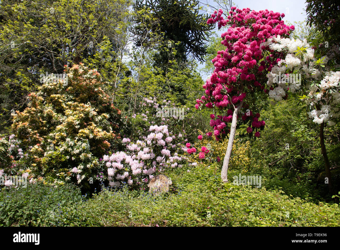 Cockington Village ,Cockington Court and Craft Centre.Torquay.Devon ...