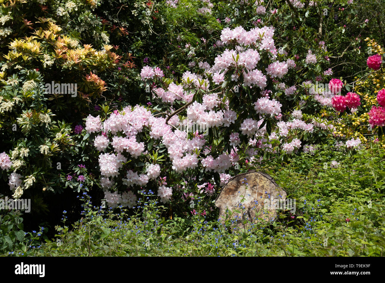 Cockington Village ,Cockington Court and Craft Centre.Torquay.Devon ...