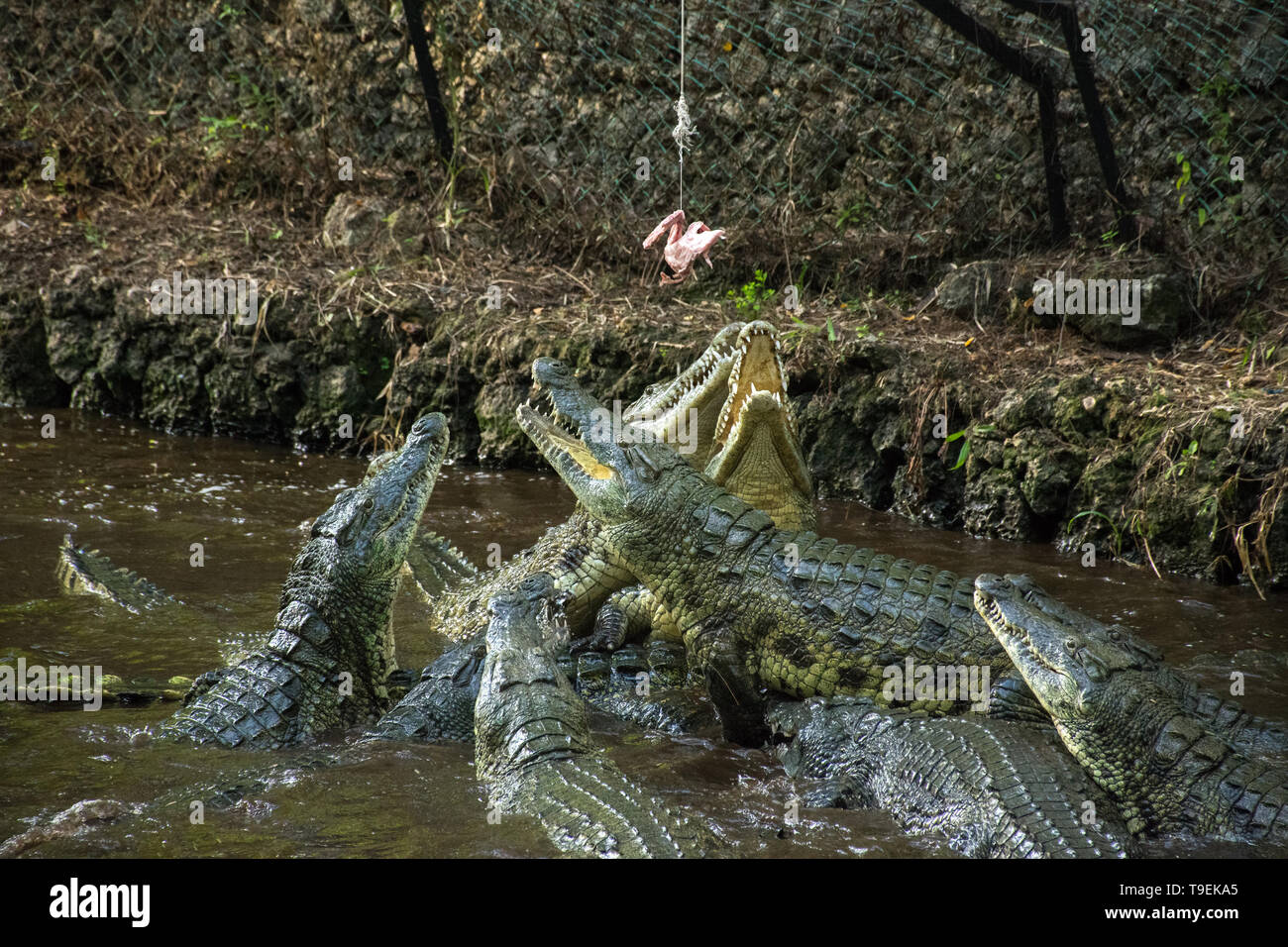 Roman Warrior Fighting A Crocodile
