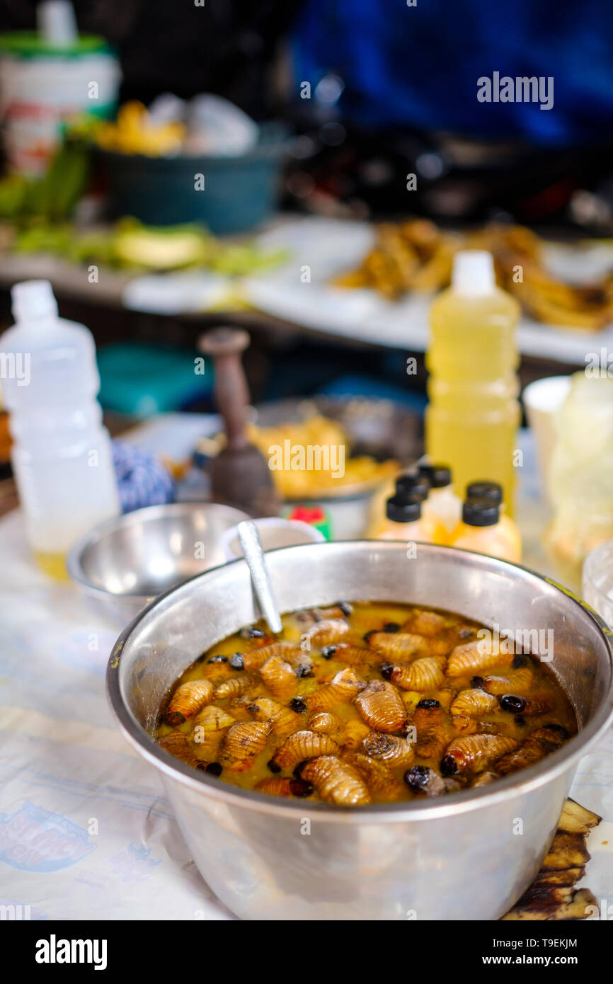 Tree worms named Suri for sale as food on a stall at Belen Market or ...
