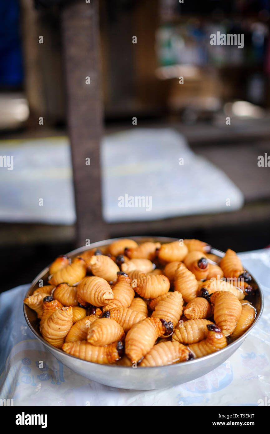 Tree worms named Suri for sale as food on a stall at Belen Market or ...