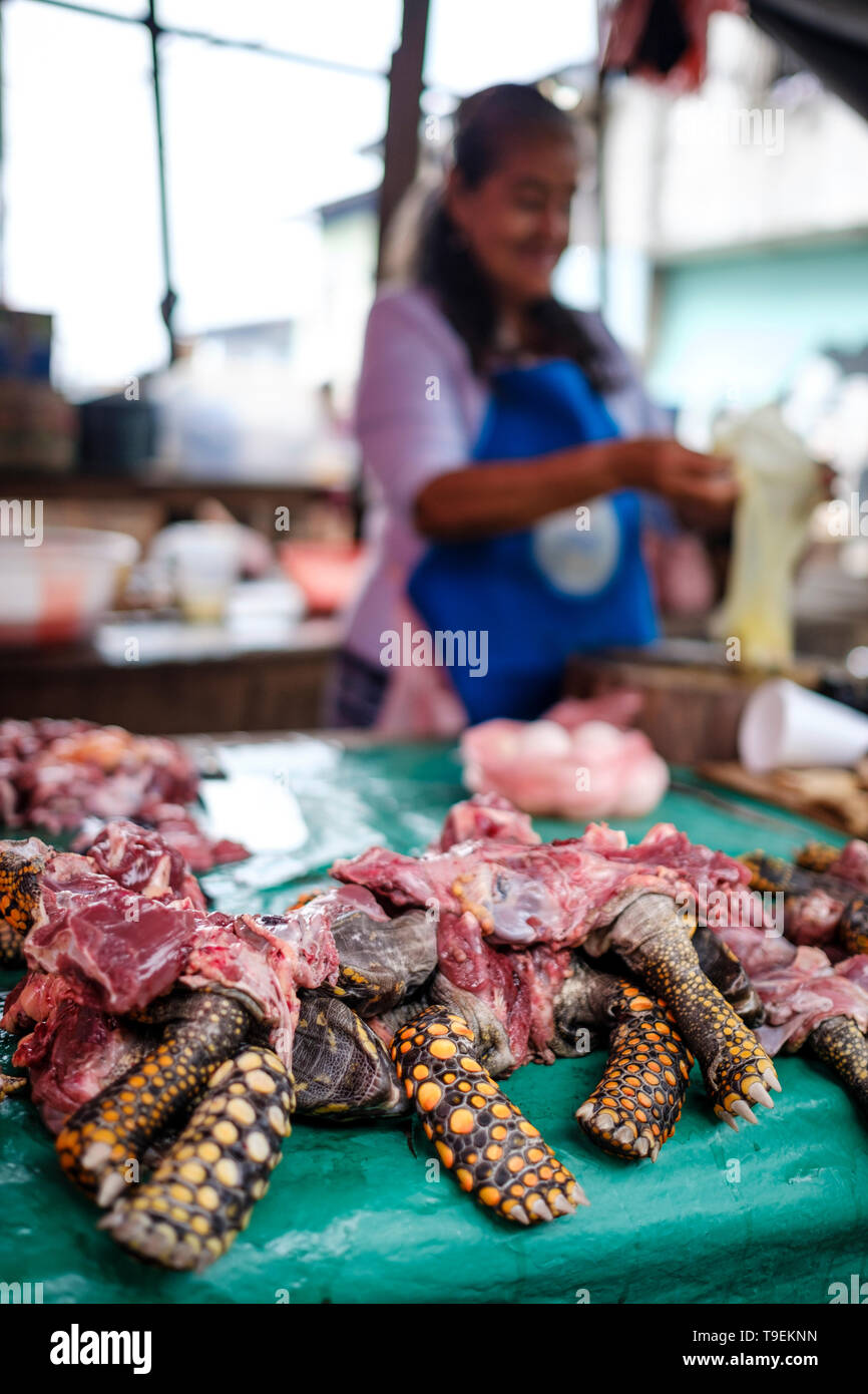Turtle meat hi-res stock photography and images - Alamy